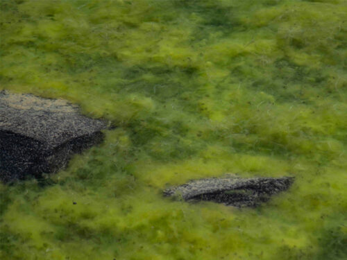 The role of algae in animal feed - Phydrotec